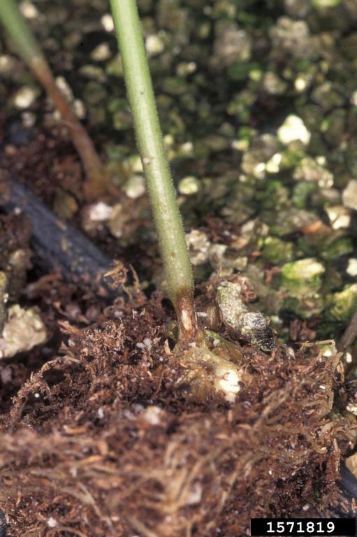 Rhizoctonia damping-off, blight and rot (Rhizoctonia solani)