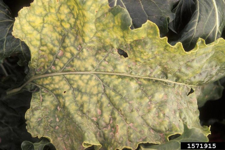 Beet Western Yellows Virus (BWYV) (Polerovirus Beet Western Yellows Virus)