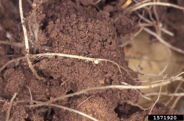 sugar beet cyst nematode (Heterodera schachtii)