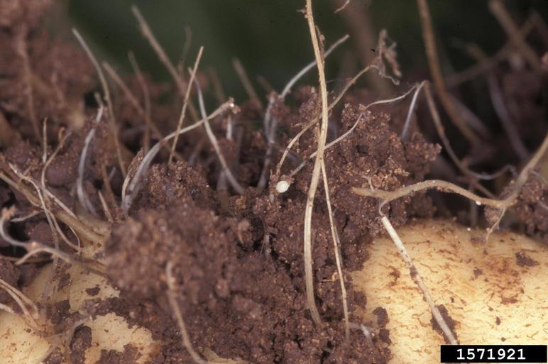 sugar beet cyst nematode (Heterodera schachtii ) on sugar beet (Beta ...