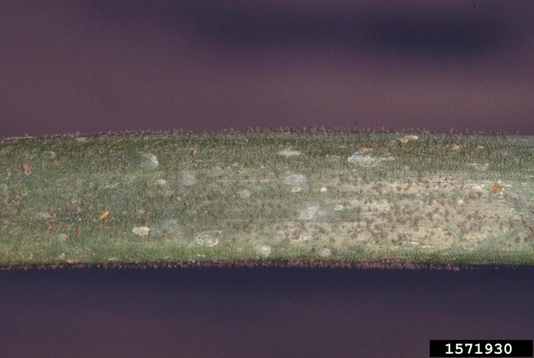 downy mildew (Peronospora destructor)