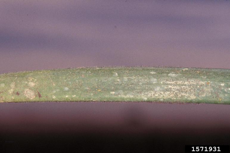 downy mildew (Peronospora destructor (Berk.) Casp. ex Berk.)