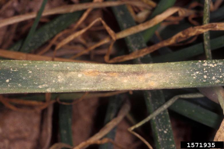 downy mildew (Peronospora destructor (Berk.) Casp. ex Berk.)