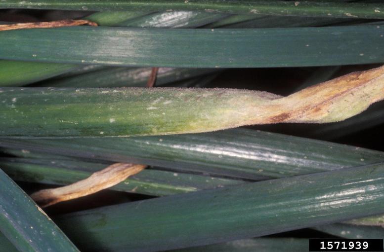 downy mildew (Peronospora destructor (Berk.) Casp. ex Berk.)