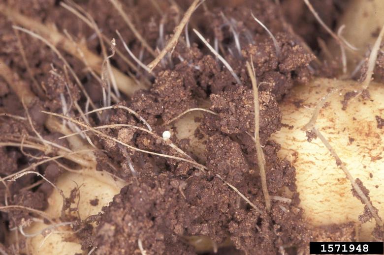 sugar beet cyst nematode (Heterodera schachtii Schmidt)