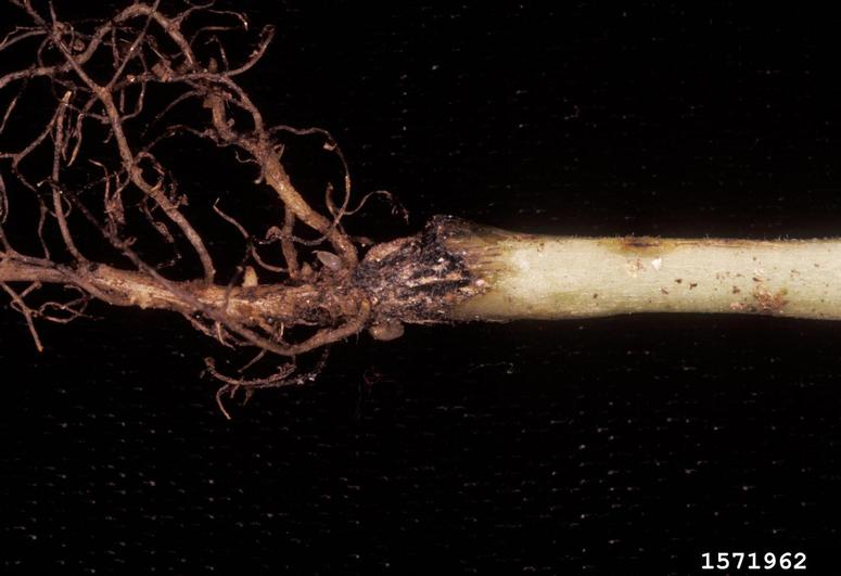 black root rot (Thielaviopsis basicola)