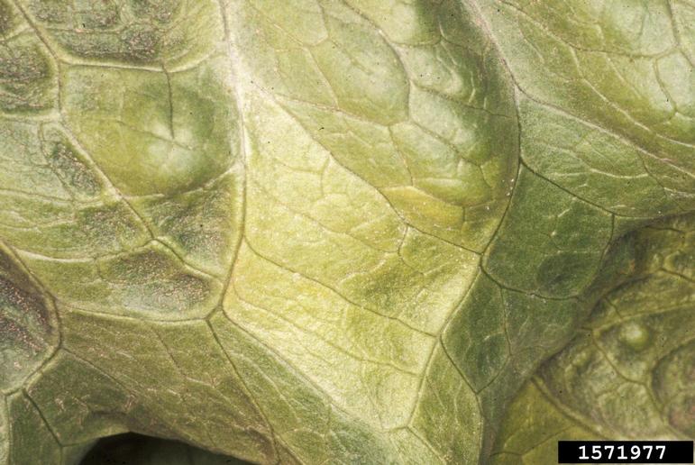 downy mildew (Bremia lactucae)