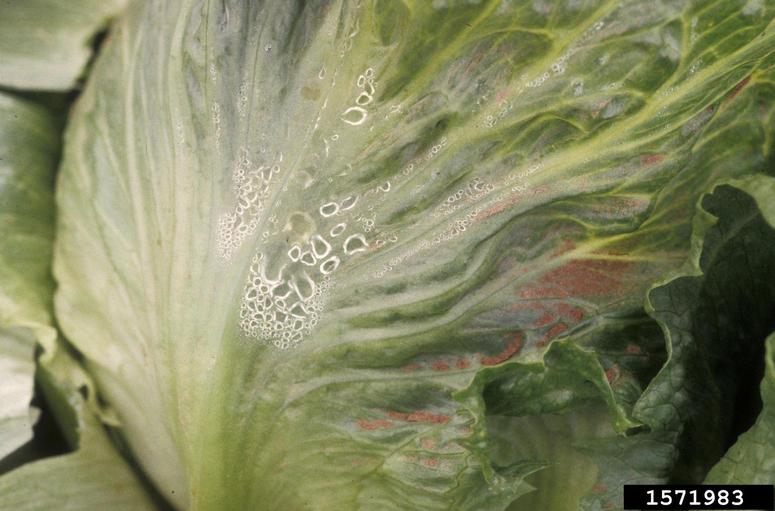 cold injury (low temperature)