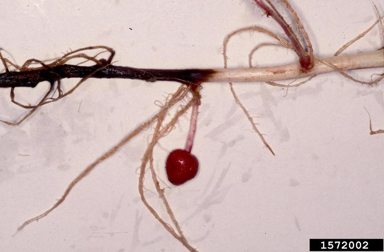 bacterial soft rot (Pectobacterium carotovorum ssp. carotovorum (Jones ...