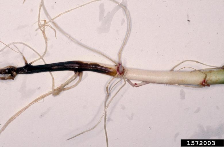 bacterial soft rot (Pectobacterium carotovorum ssp. carotovorum)