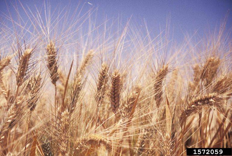 wheat (Genus Triticum L.)