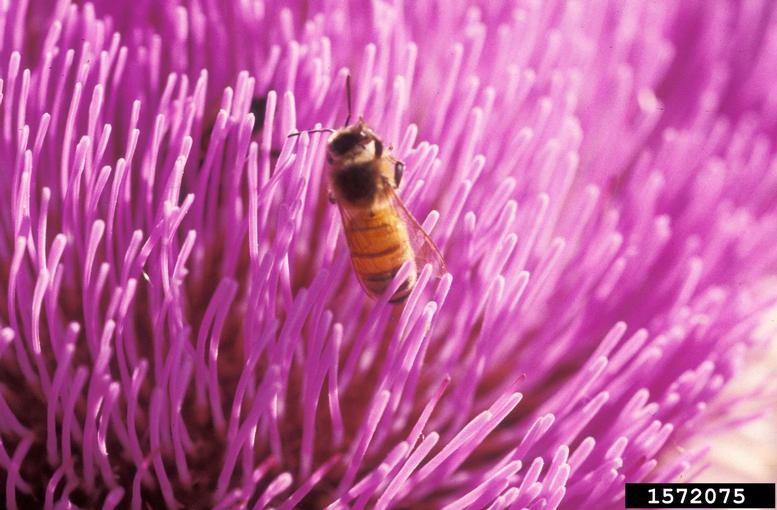 honey bee (Apis mellifera)