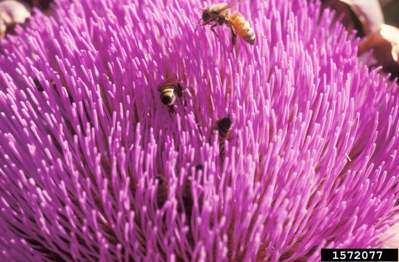 honey bee (Apis mellifera)