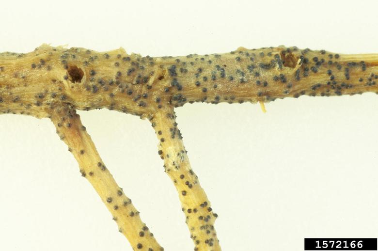 Monosporascus root rot (Monosporascus cannonballus ) on melon (Cucumis ...