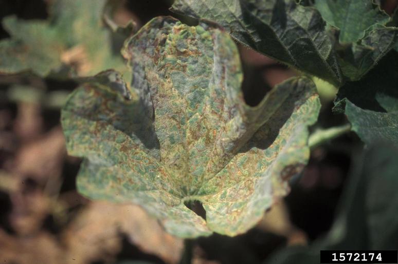 powdery mildew (Podosphaera fuliginea)