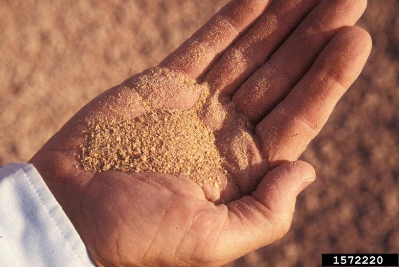 wheat (Genus Triticum)