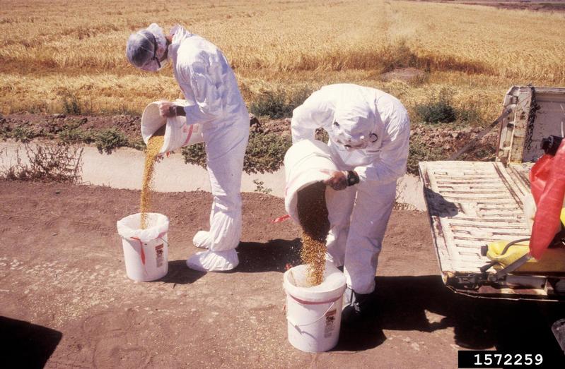 karnal bunt (Tilletia indica Mitra)