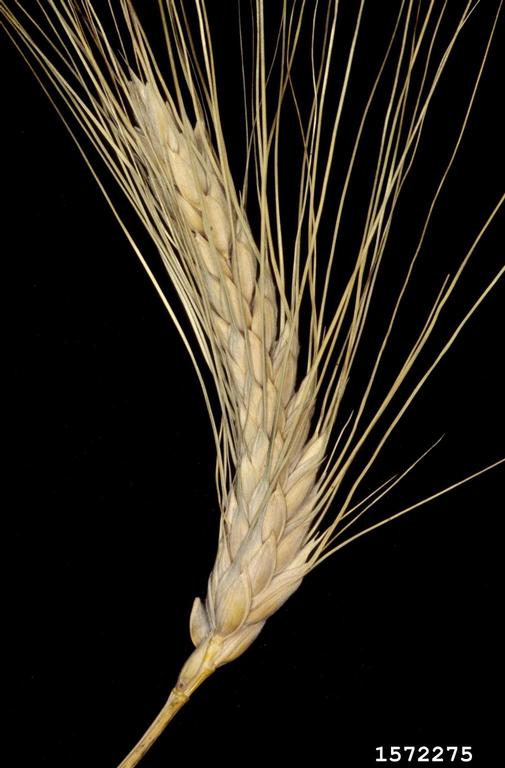 wheat (Genus Triticum L.)