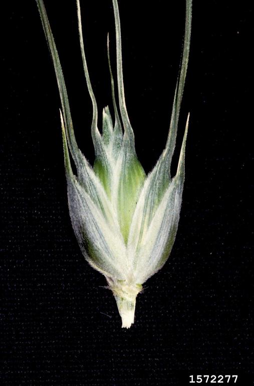 wheat (Genus Triticum L.)