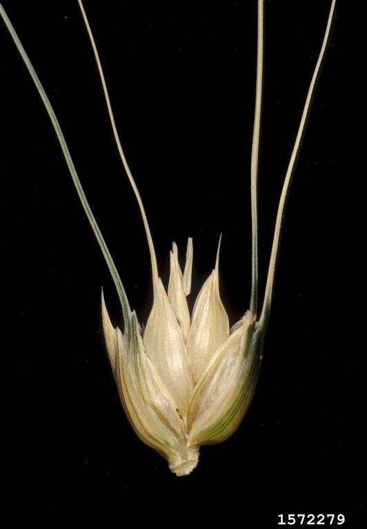 wheat (Genus Triticum)