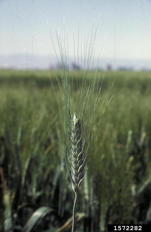 wheat (Genus Triticum)