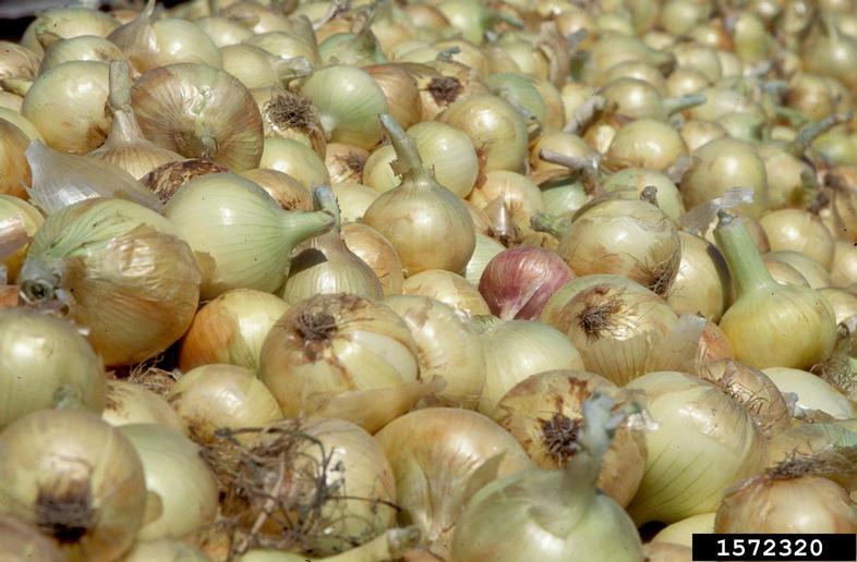 garden onion, Allium cepa (Asparagales: Amaryllidaceae) - 1572320