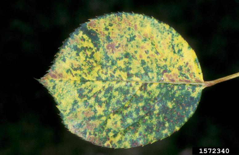 rose rust (Phragmidium mucronatum)