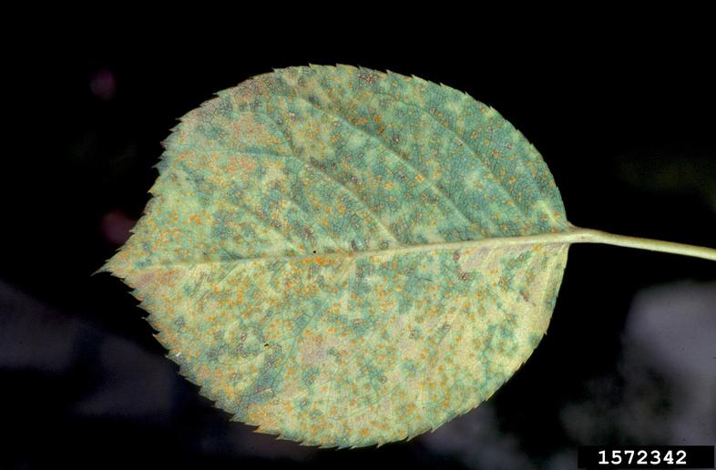 rose rust (Phragmidium mucronatum (Pers.) Schltdl.)
