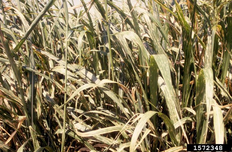 Pantoea rot and blight (Pantoea ananatis pv. ananatis)