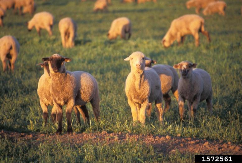 sheep (Ovis aries)