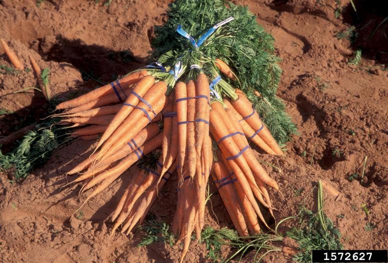 carrot (Daucus carota ssp. sativus (Hoffm.) Arcang.)