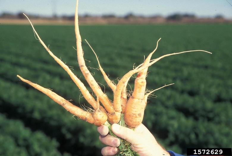 needle nematode (Longidorus africanus)