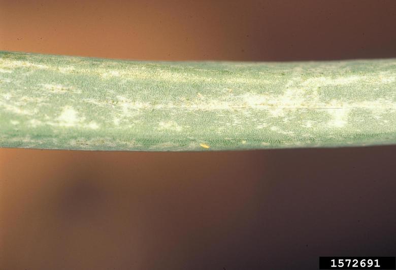 thrips (Family Thripidae Stephens, 1829)