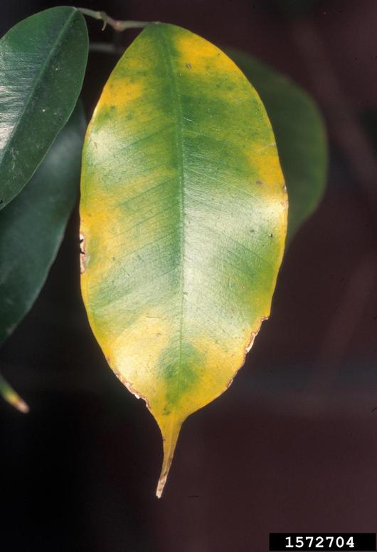 weeping fig (Ficus benjamina)