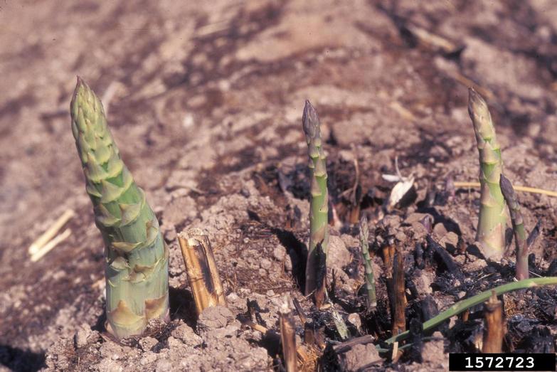 asparagus (Asparagus officinalis)