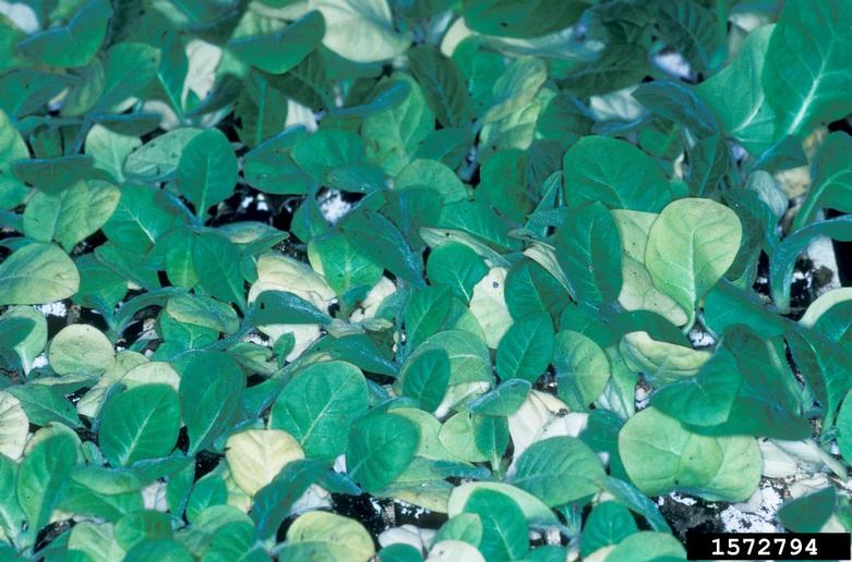 Pythium diseases (Genus Pythium)