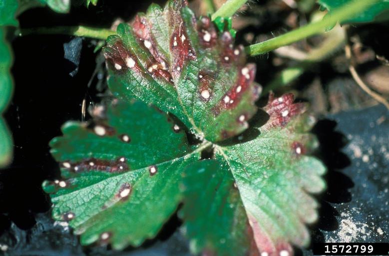 strawberry leaf spot (Mycosphaerella fragariae ) on strawberry ...