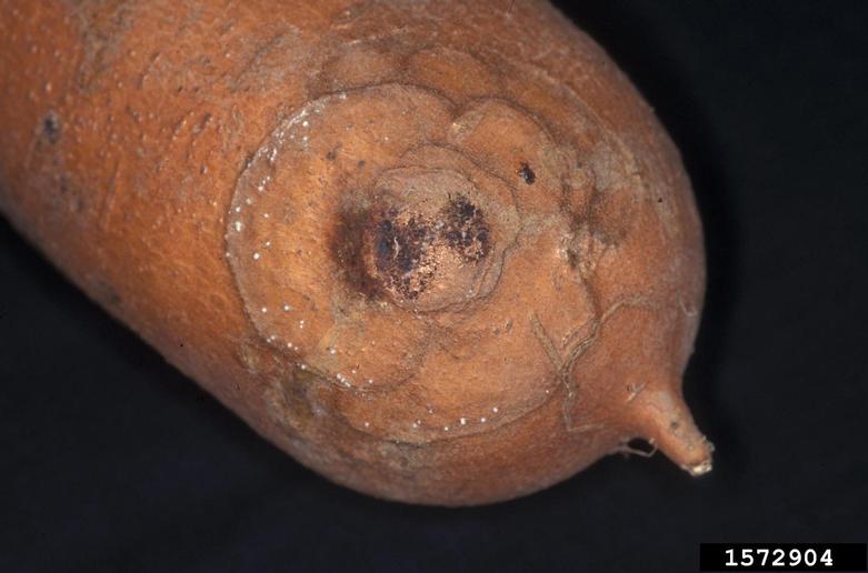 Fusarium root rot and wilt (Fusarium oxysporum E.F. Sm. & Swingle)