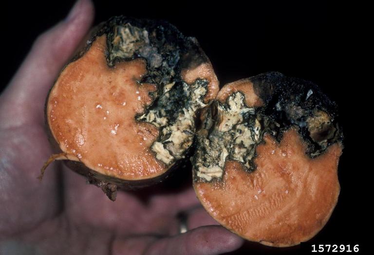 bacteria wilt and soft rot (Dickeya chrysanthemi)