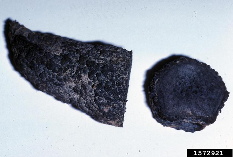 Java black rot (Lasiodiplodia theobromae)