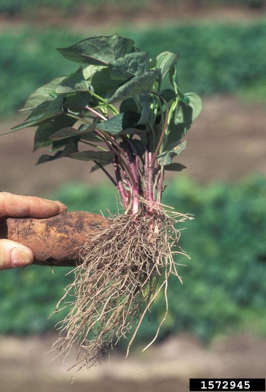 sweetpotato (Ipomoea batatas)