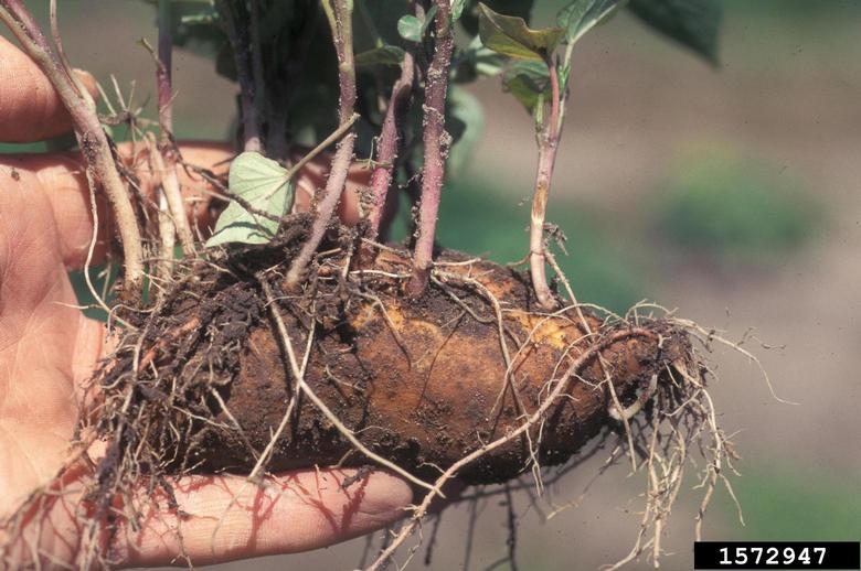 sweetpotato (Ipomoea batatas (L.) Lam.)