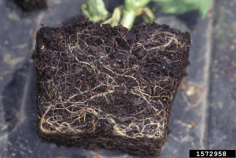 Pythium diseases (Genus Pythium)