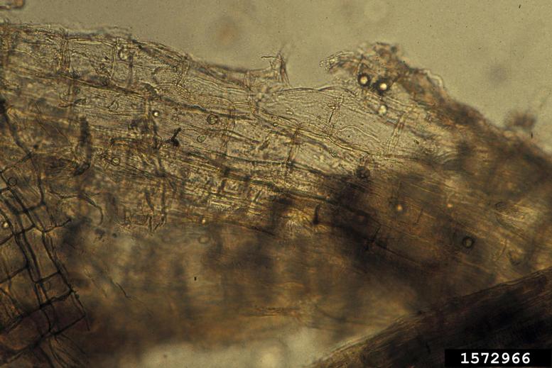 Pythium diseases (Genus Pythium)