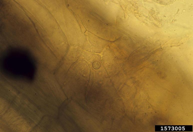 Pythium diseases (Genus Pythium)