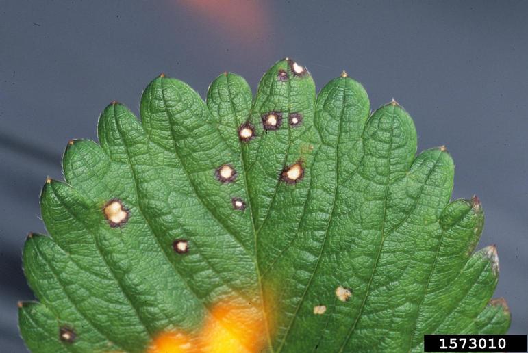 strawberry leaf spot (Mycosphaerella fragariae)