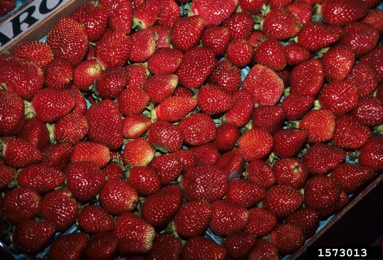 strawberry (Fragaria x ananassa)