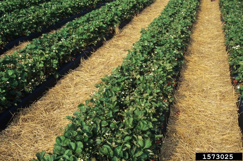 strawberry (Fragaria x ananassa)