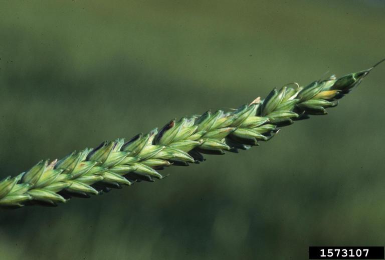 wheat (Genus Triticum L.)