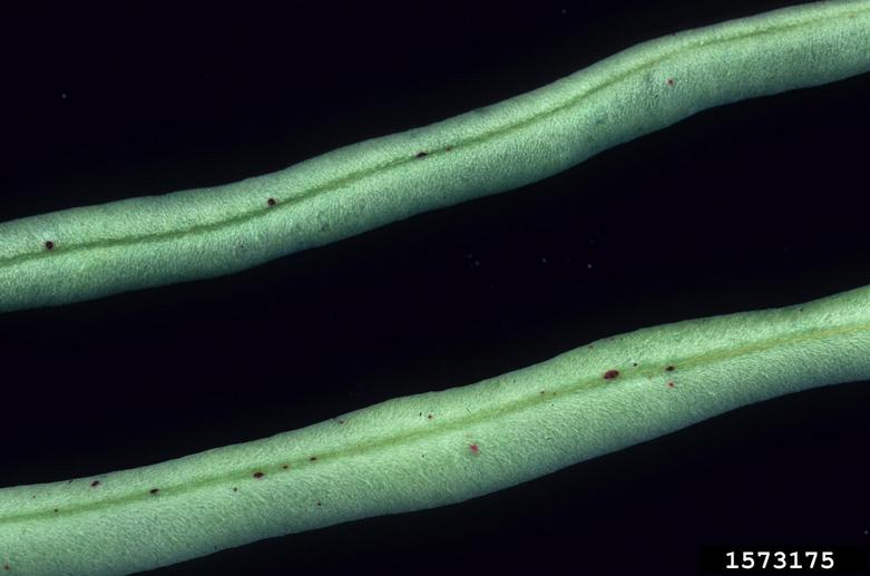 multi-damage (insect/disease)